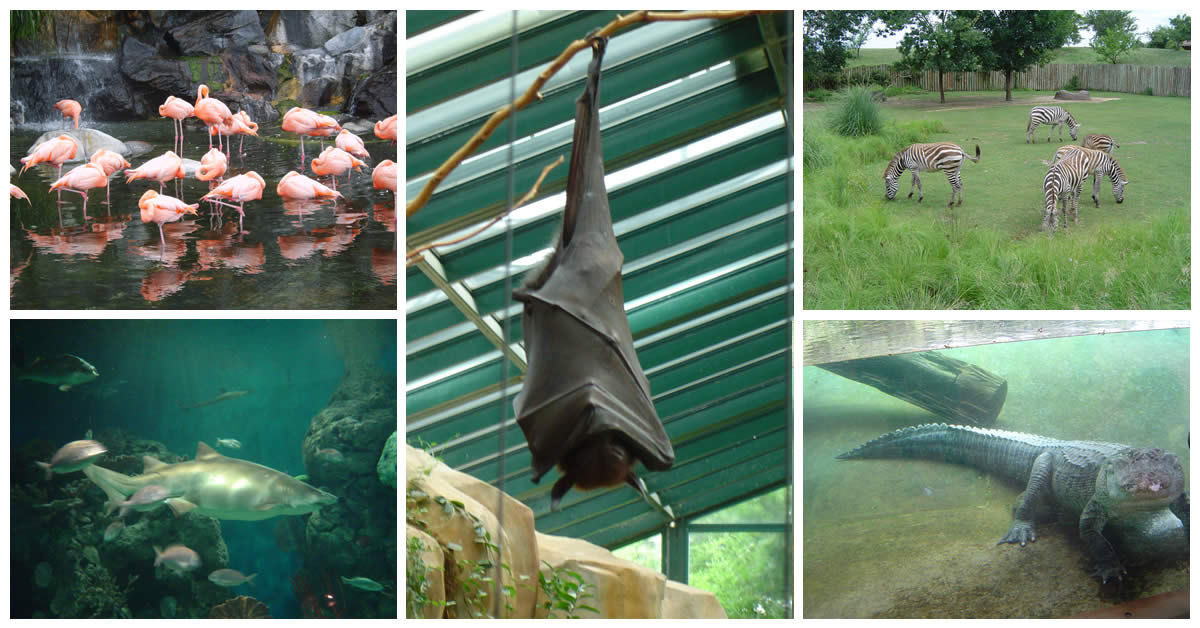 Bioparque Temaiken | Turismo y paseos en Buenos Aires